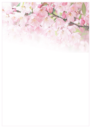 (속지)벚꽃나무