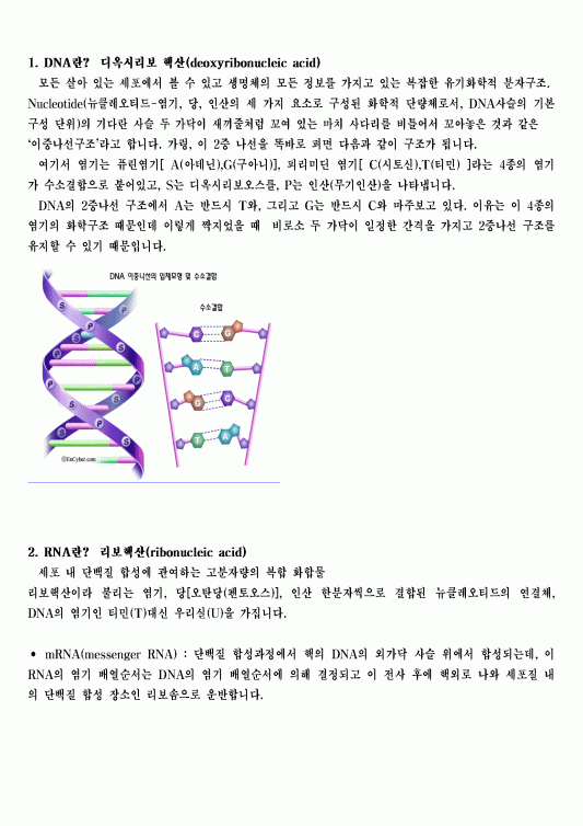 DNA와 RNA란? 단백질 합성과정