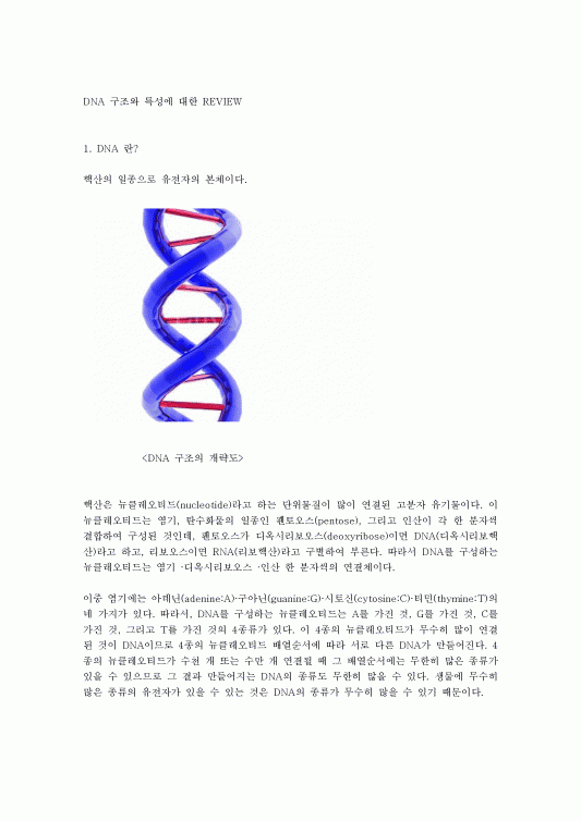 DNA 구조와 기능