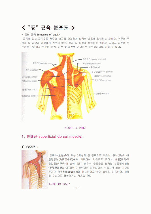 스킨케어-등근육 분포도,척추와연결된 내부장기와기능