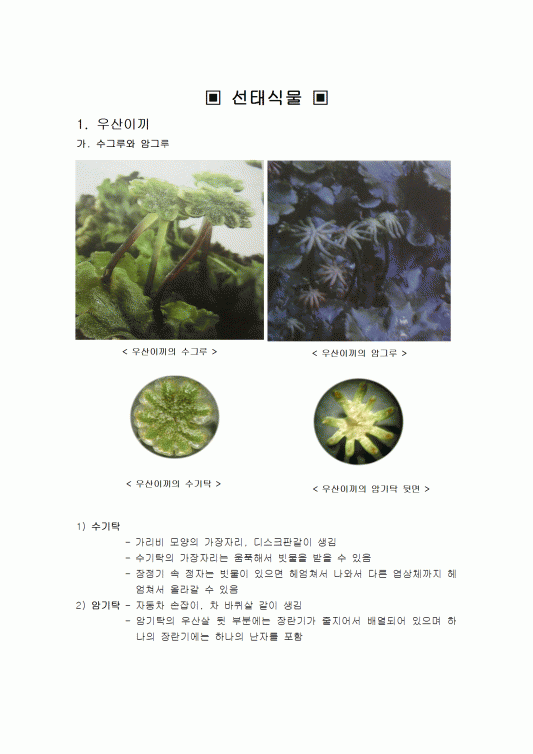 선태식물-우산이끼