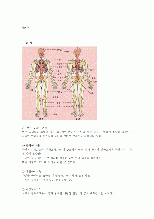 인체의 골격 및 근육