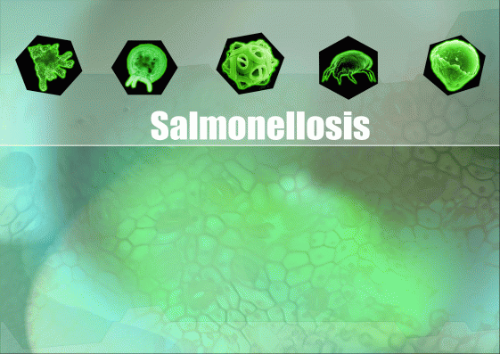 살모넬라 감염증(salmonellosis)에 관한 팀프로젝트(특A급+Case 포함) 절대 후회하지 않습니다