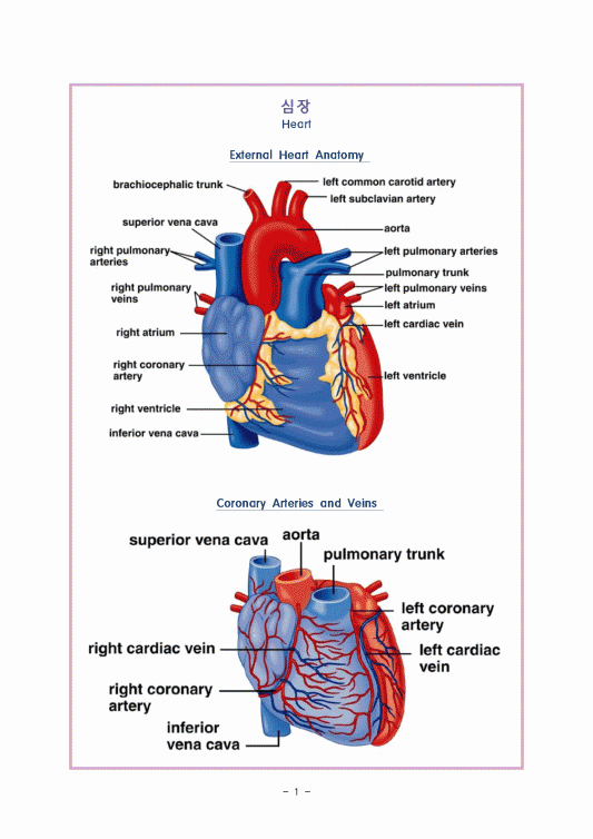 심전도 레포트 (Heart Anatomy & EKG report)