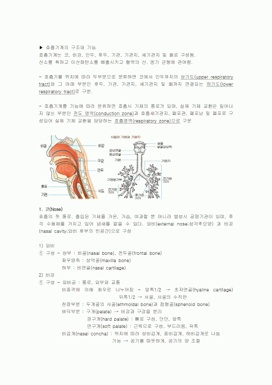 호흡기계의 구조와 기능 (1. 코(Nose) 2. 부비동(Paranasal Sinus) 3. 인두 (Pharynx) 4. 후두(Larynx) 5. 기관 및 기관지(Trachea and Bronchus) 6. 폐포(Alveoli) 7. 폐와 흉막(Lung and Pleura))