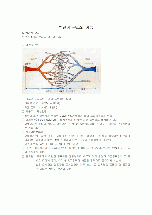 [논문] 맥관계의 구조와 기능