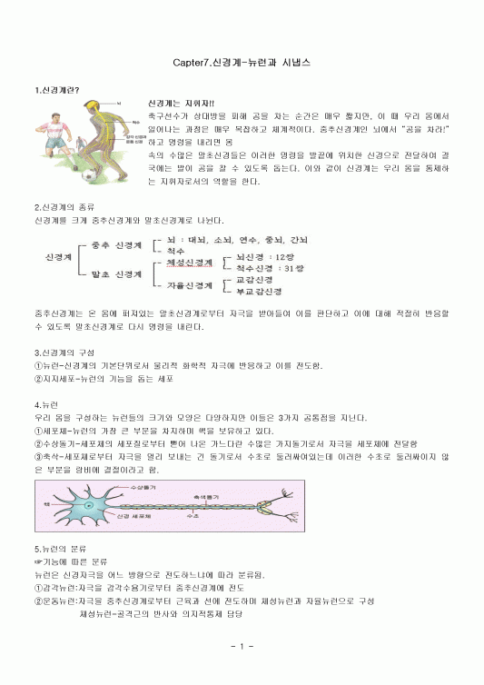 신경계에 관하여(뉴런과 시냅스)