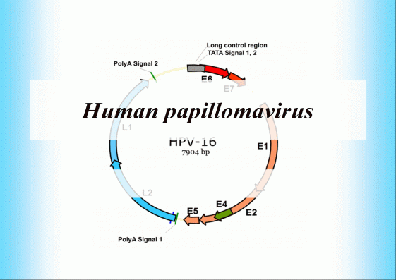 인간 유두종 바이러스에 관해서(HPV:Human papillomavirus)