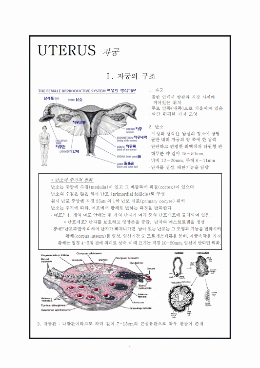 여성의 생식기관의 구조와 기능 및 자궁경부암과 치료법