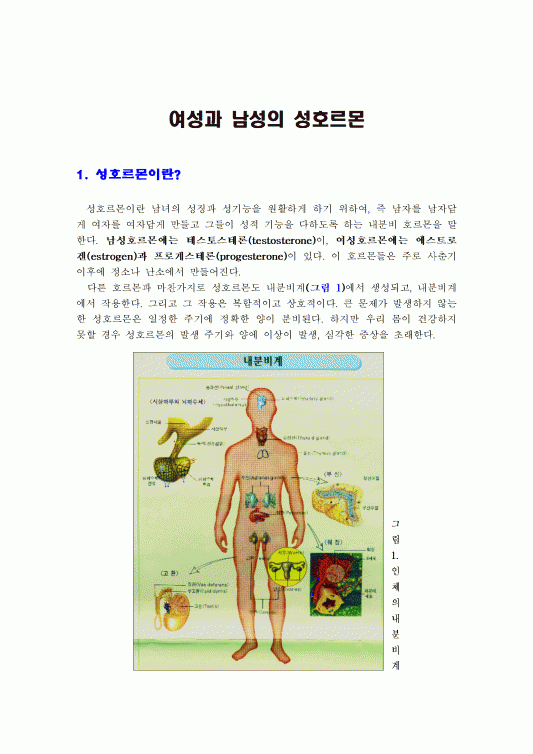 남성과 여성의 성호르몬