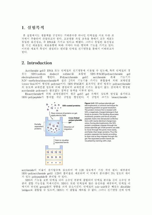 [자연과학] 단백질 추출과 전기영동