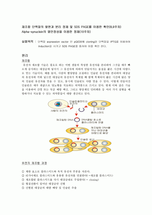 재조합 단백질의 발현과 분리 정제 및 SDS PAGE를 이용한 확인