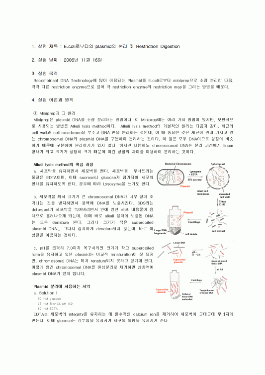 E.coli로부터의 plasmid의 분리 및 Restriction Digestion