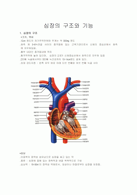 심장의 구조 및 기능