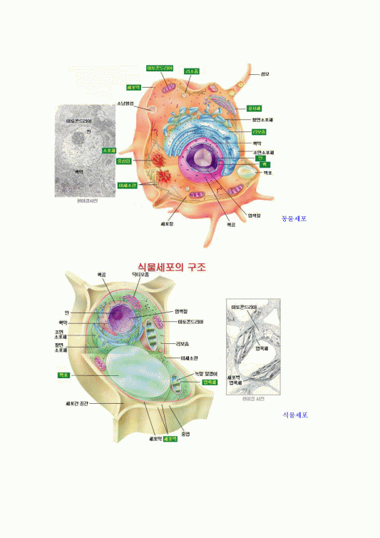 식물세포와 동물세포의 비교 (구분, 기능, 차이점)