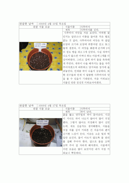 사루비아-생활원예 일지