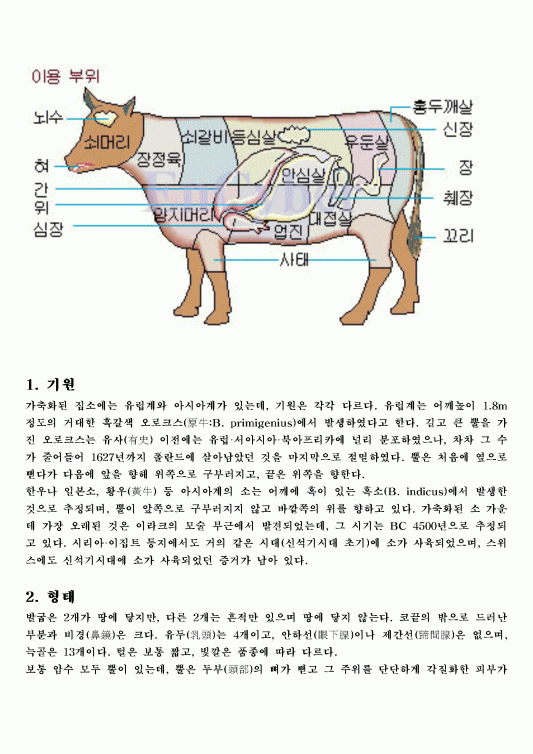 소와 쇠고기에 대한 모든것