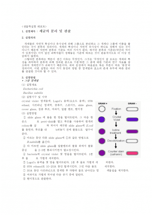 [생물학실험] 세균의 분리 및 관찰 실험(예비+결과)