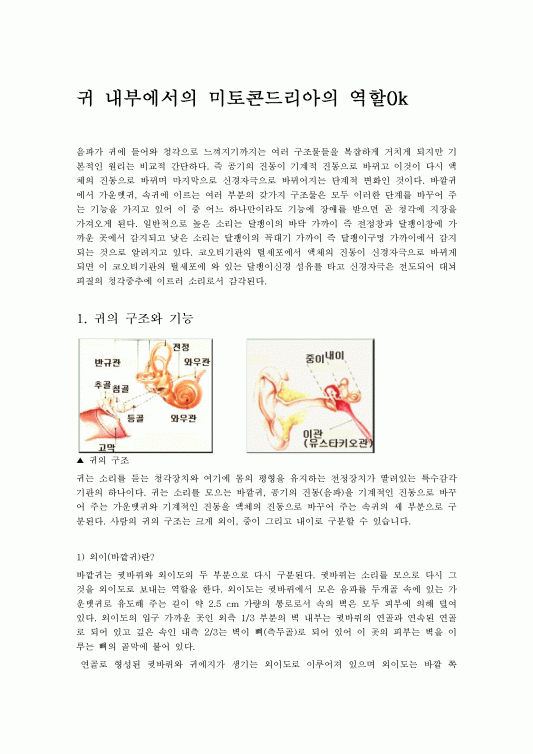 귀 내부에서의 미토콘드리아의 역할0k