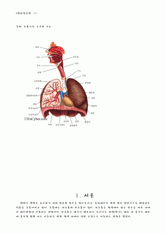 호흡기 구조와 기능