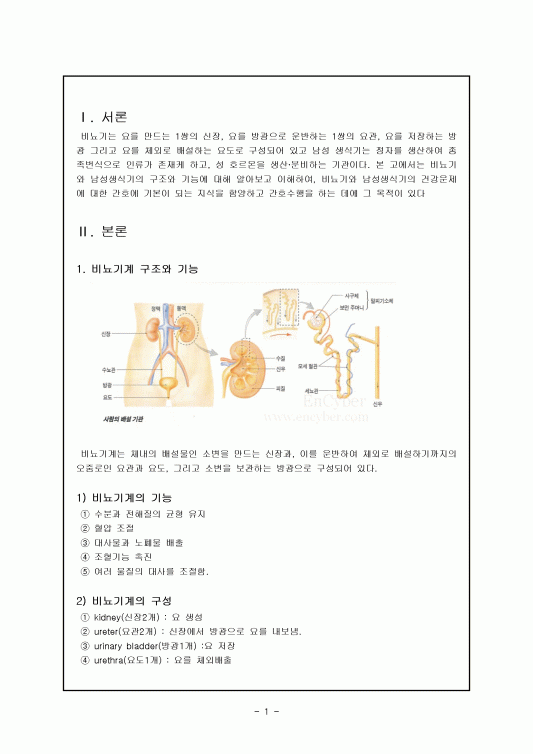 비뇨기계와 남성생식기계 구조와 기능