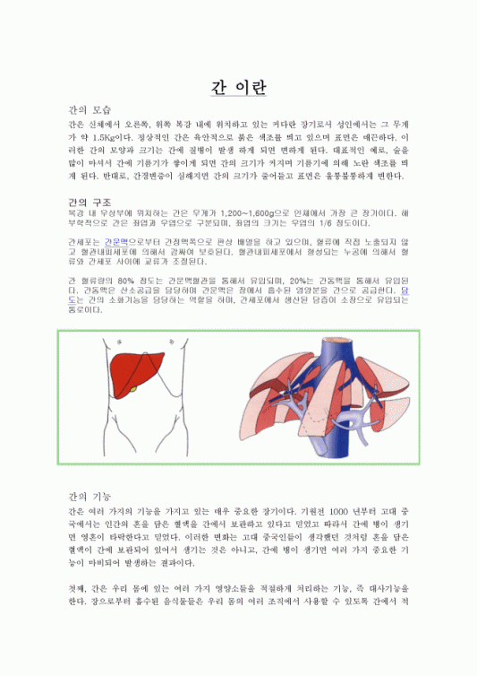 간[liver]에 대하여