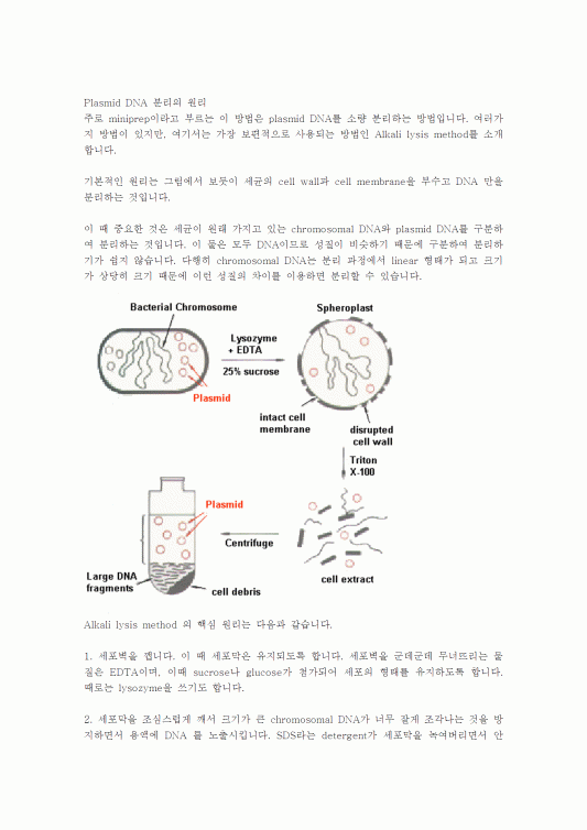 Plasmid DNA 분리의 원리