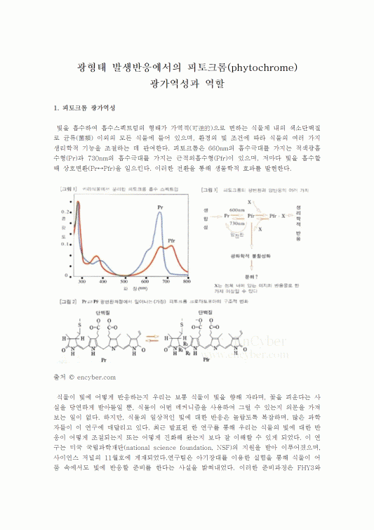 광형태 발생반응에서의 피토크롬(phytochrome) 광가역성과 역할