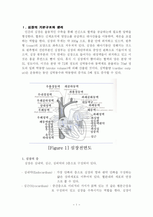 [간호학]성인-심장해부생리