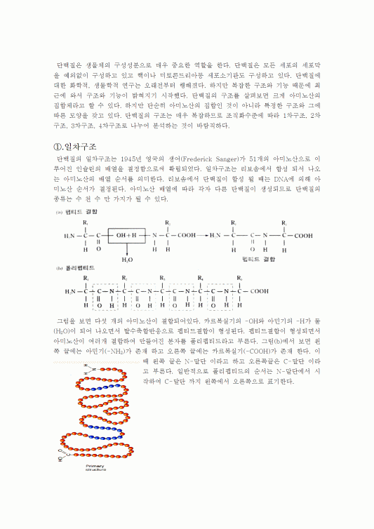 단백질의 구조(1차~4차)