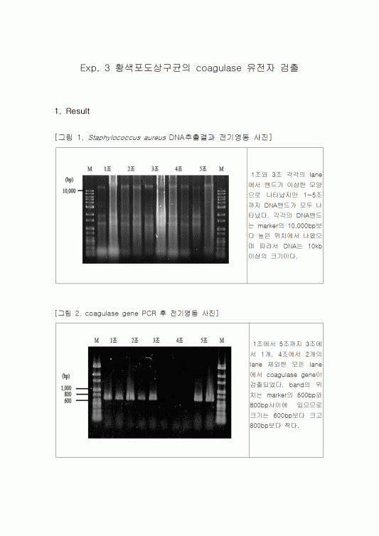 [세균학실험] Exp. 3 황색포도상구균의 coagulase 유전자 검출