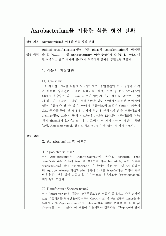 Agrobacterium을 이용한 식물 형질 전환