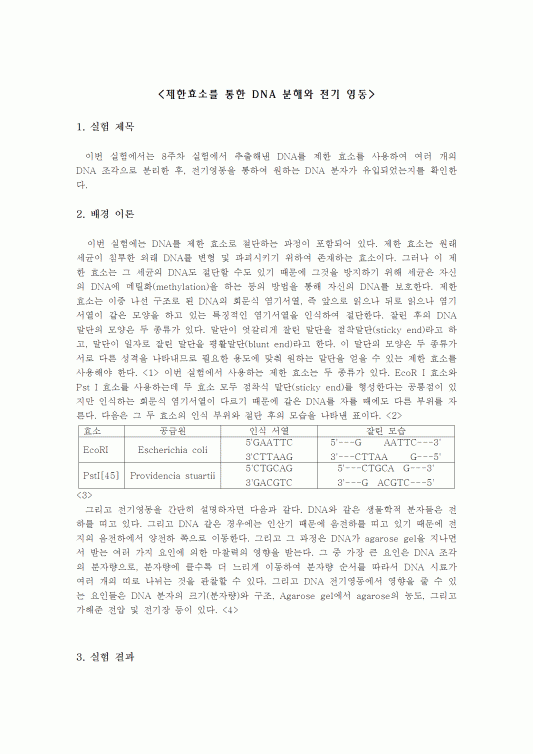 제한효소를 통한 DNA 분해와 전기 영동