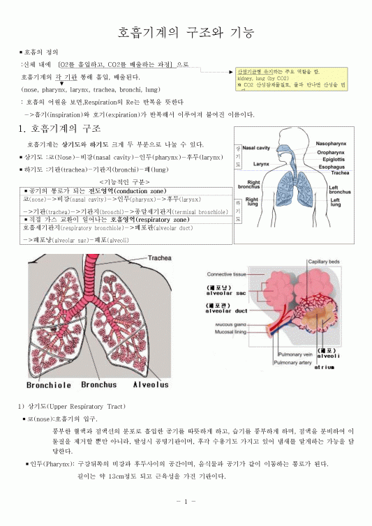 [conference] 호흡기계의 구조의 기능
