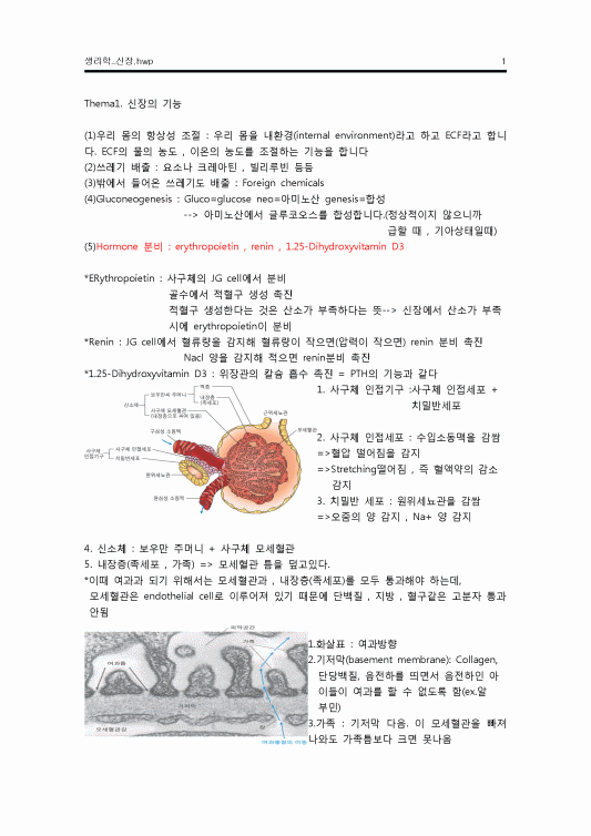 [생리학] 신장 (요약, 예상문제)