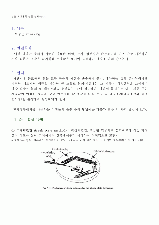 병원미생물학실험_report_1_(토양균 스트리킹)