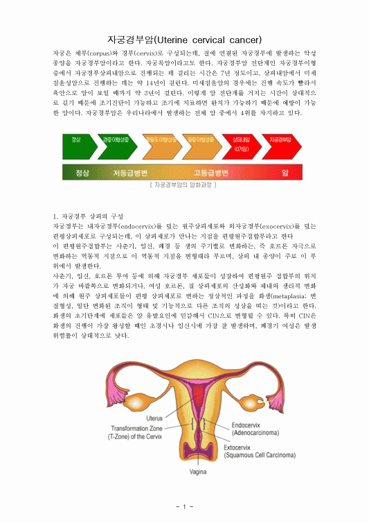 자궁경부암완성 (1)