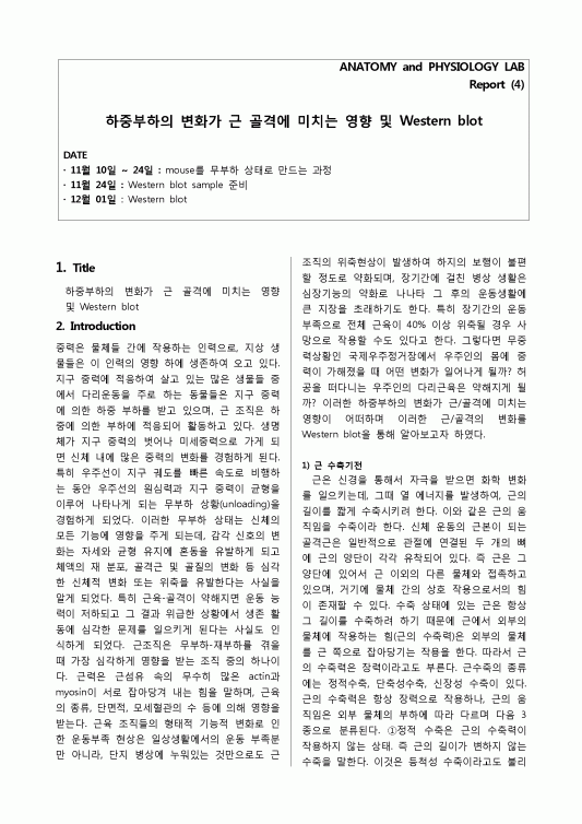 [해부생리 (ANATOMY and PHYSIOLOGY LAB)] 하중부하의 변화가 근 골격에 미치는 영향 및 Western blot