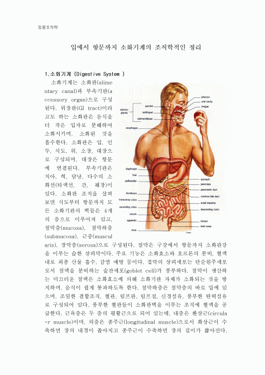 [동물조직학] 입에서 항문까지 소화기계(Digestive System)의 조직학적인 정리