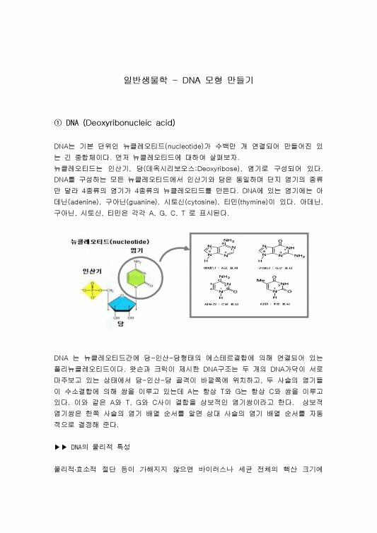 [일반생물학] DNA 모형 만들기