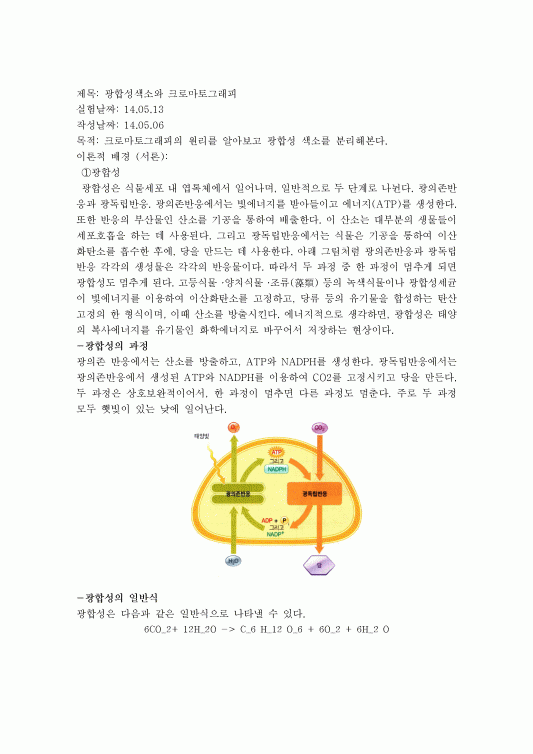 [일반생물학] 광합성과 크로마토그래피 예비+결과 A+ 자료 고찰A++