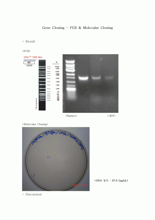 [레포트paper] 생물학 실험-PCR&molecular cloning