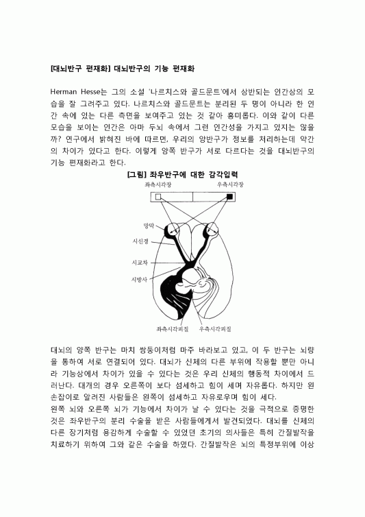 [대뇌반구 편재화] 대뇌반구의 기능 편재화