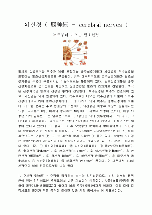 뇌신경(腦神經 cerebral nerves)