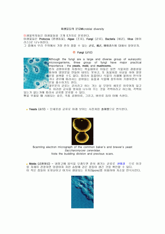 미생물의 분류 - 균류, 세균, 바이러스