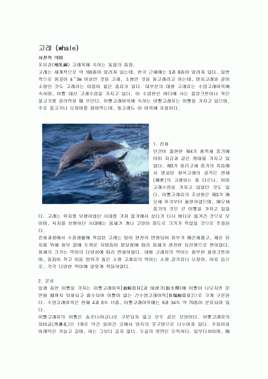 고래에 관하여