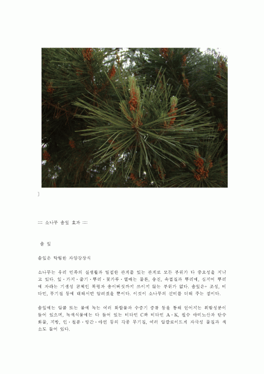 소나무의 솔잎효과에 관하여....