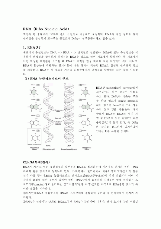 [자연과학] RNA (Ribo Nucleic Acid)