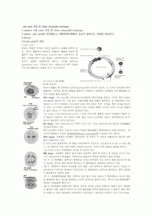 cell cycle 측정 및 sister chromatid exchange