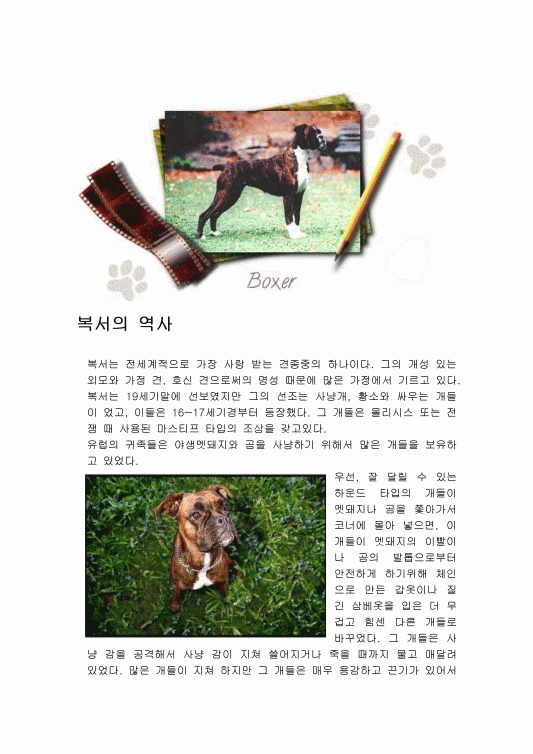 애완견 BOXER(복서)